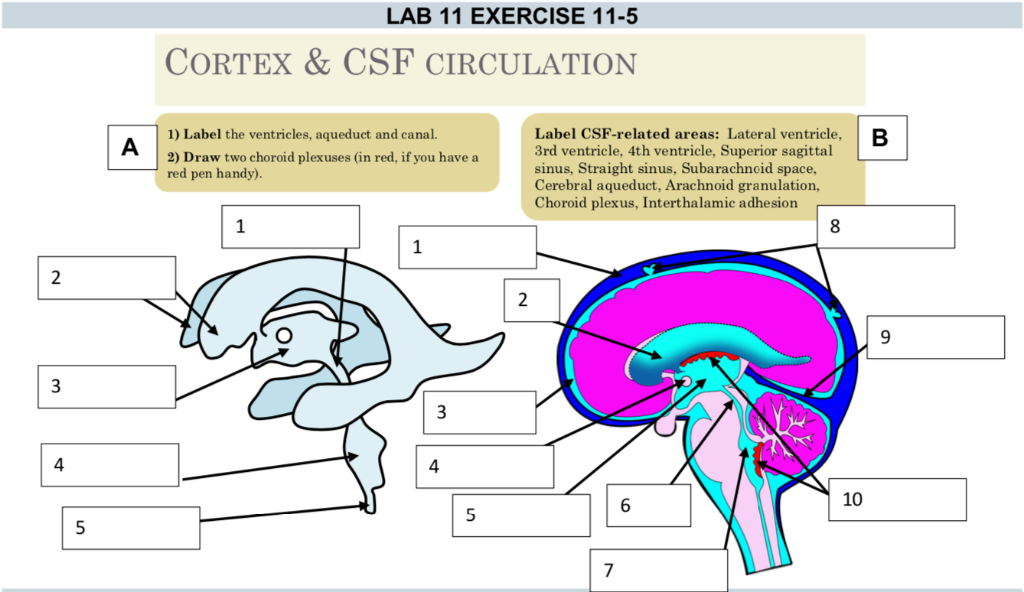 Solved LAB 11 EXERCISE 11-5 CORTEX &CSF CIRCULATION Label | Chegg.com