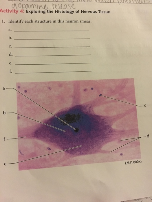 Solved d mind release Activity 4: Exploring the Histology of | Chegg.com