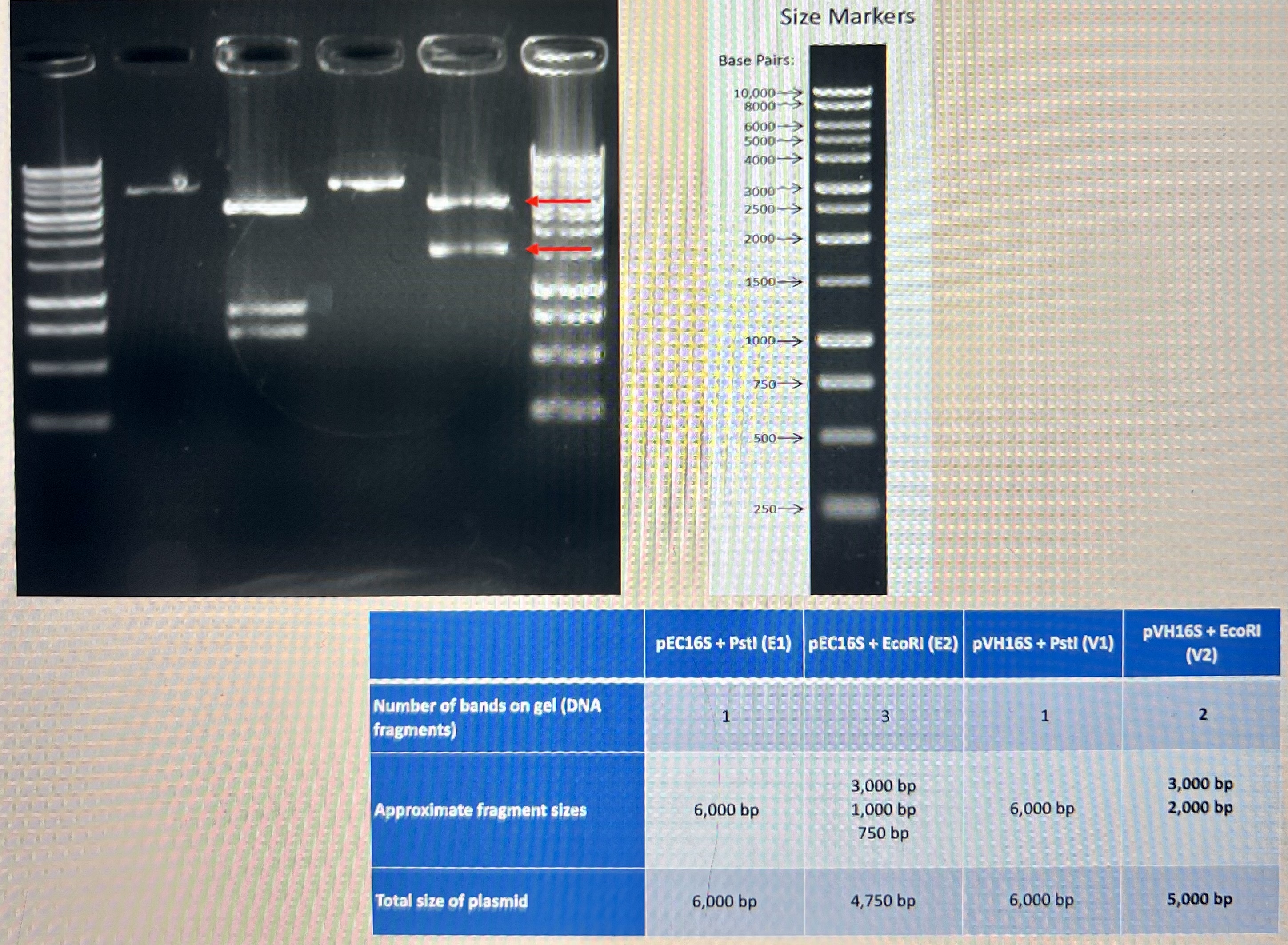 Solved Why are there only TWO bands in the digested sample? | Chegg.com