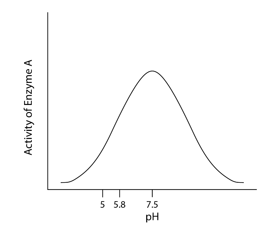 Solved 1) If a protein has an isoelectric point (pI) of 5.4 | Chegg.com