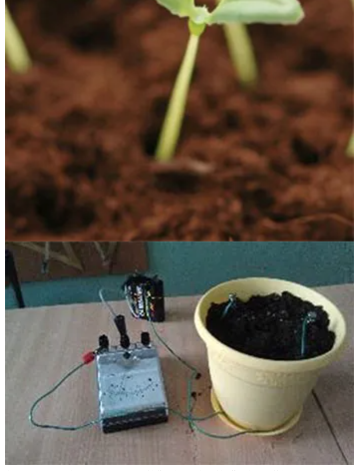 Solved This experiment the effect of electricity on plant. | Chegg.com