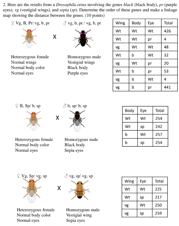 Solved Here are the results from a Drosophila cross | Chegg.com