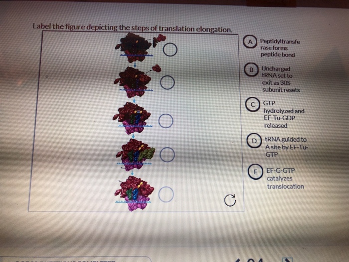 Solved Label the figure depicting the steps of translation | Chegg.com