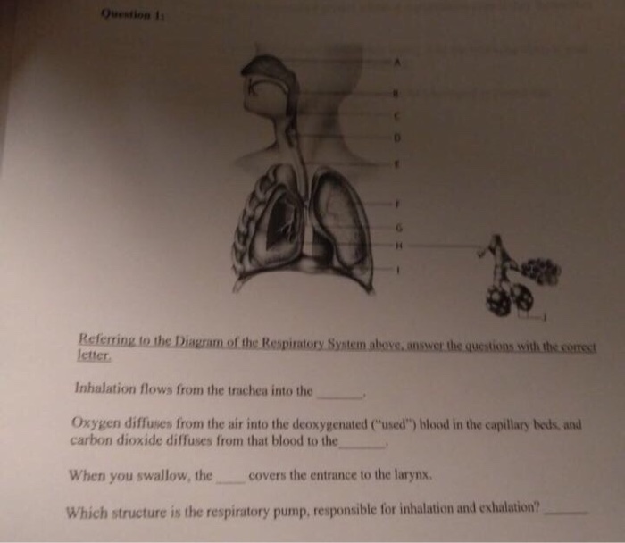 Solved Referring to the Diagram of the Respiratory system | Chegg.com