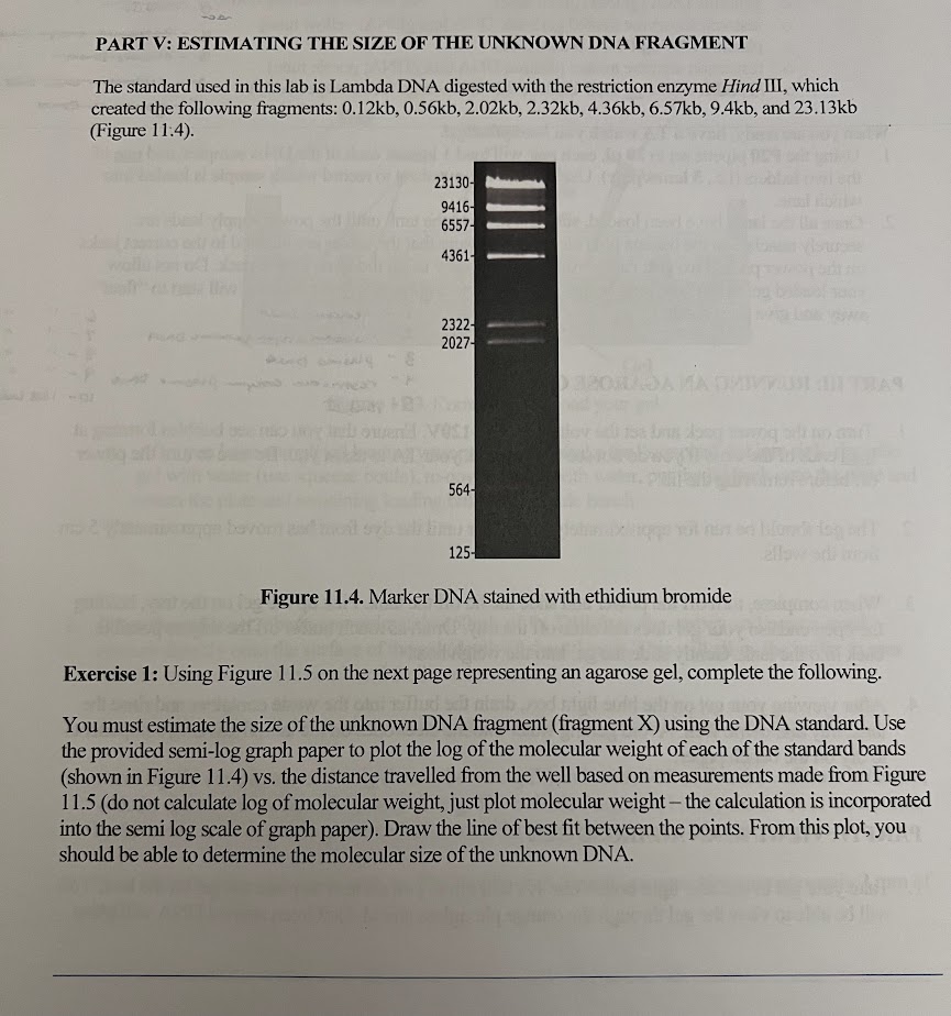 Solved PART V: ESTIMATING THE SIZE OF THE UNKNOWN DNA | Chegg.com