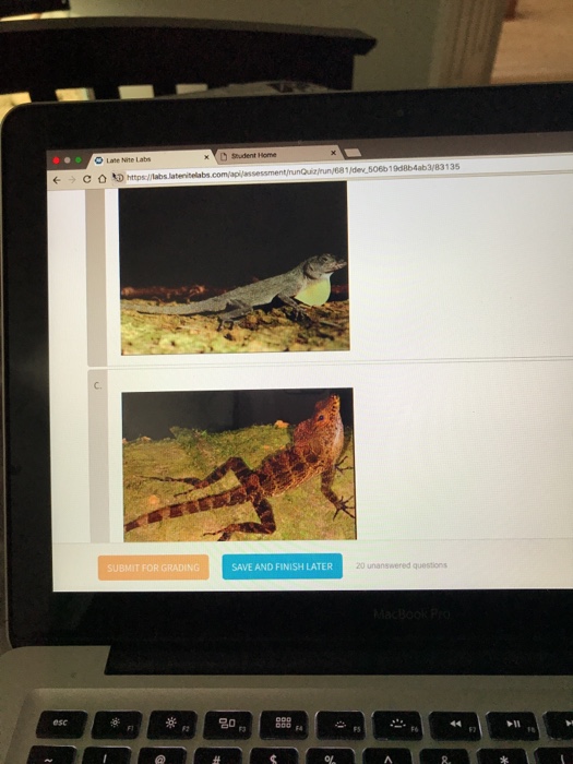 Chegg Which of the Following Is a Trunk-crown Ecomorph - Caiden-has-Sims