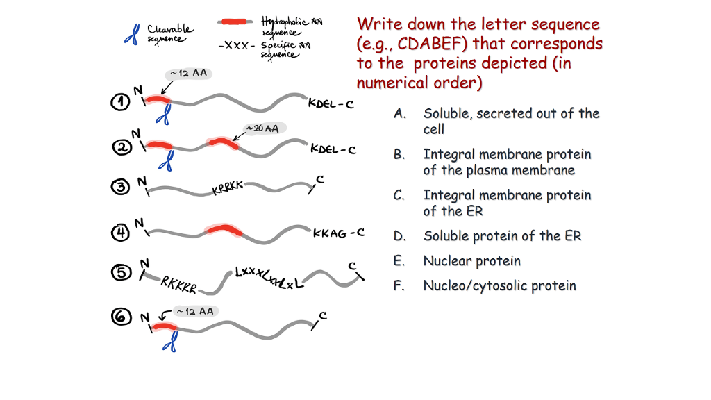 Solved H*icAM Write down the letter sequence -xxx- | Chegg.com