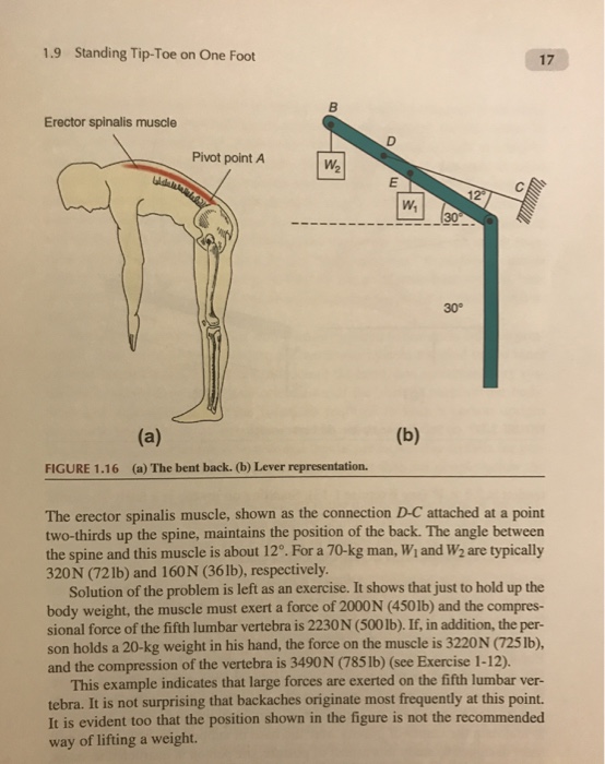 Solved 1.8 THE BACK When the trunk is bent forward, the | Chegg.com