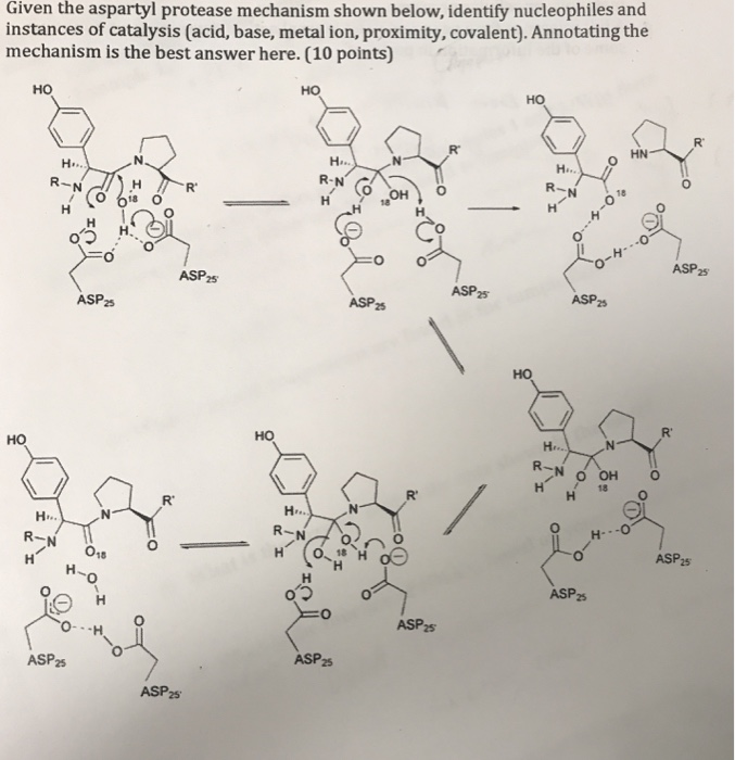 Given the aspartyl protease mechanism shown below, | Chegg.com