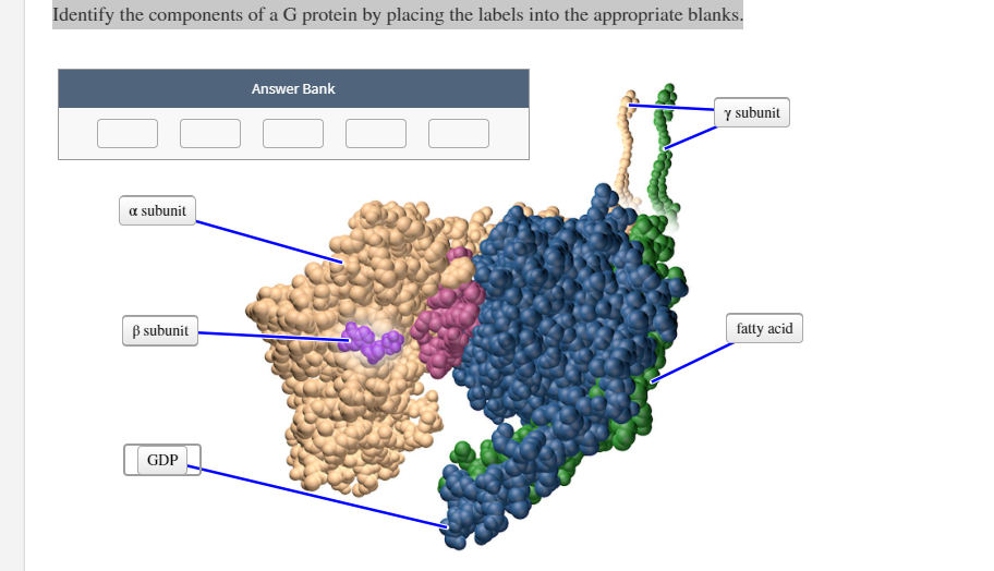 Identify the components of a G protein by placing the | Chegg.com