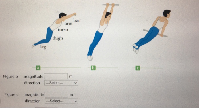 Solved Many of the elements in horizontal-bar exercises can | Chegg.com