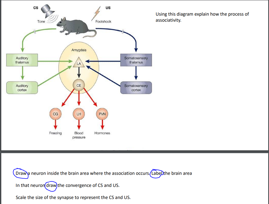 Solved Jsing this diagram explain how the process of | Chegg.com