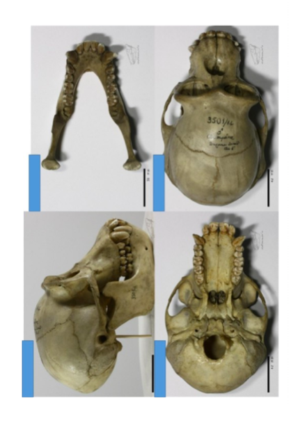 A. africanus A. aethiopicus A. robustus A. L In this | Chegg.com