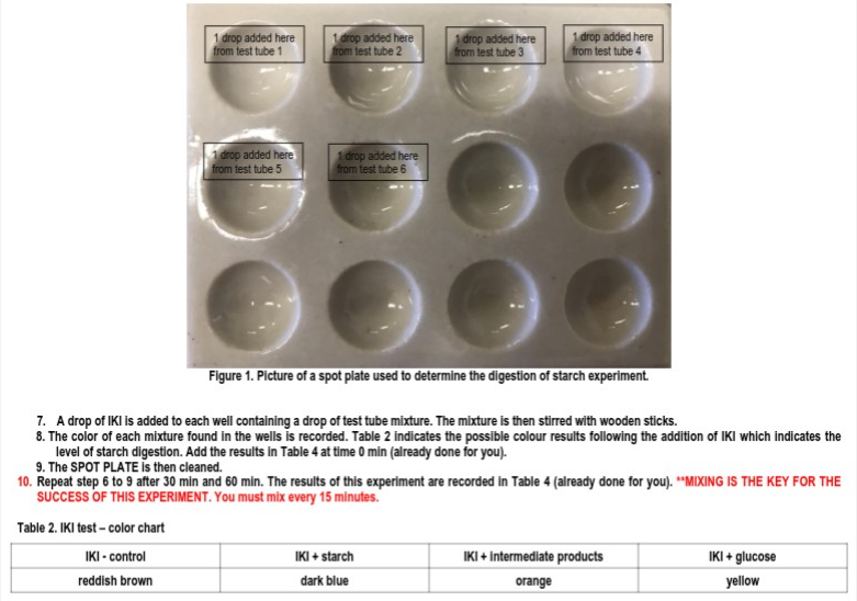 Solved 3 4 CARBOHYDRATES: DIGESTION OF STARCH USING SALIVARY | Chegg.com
