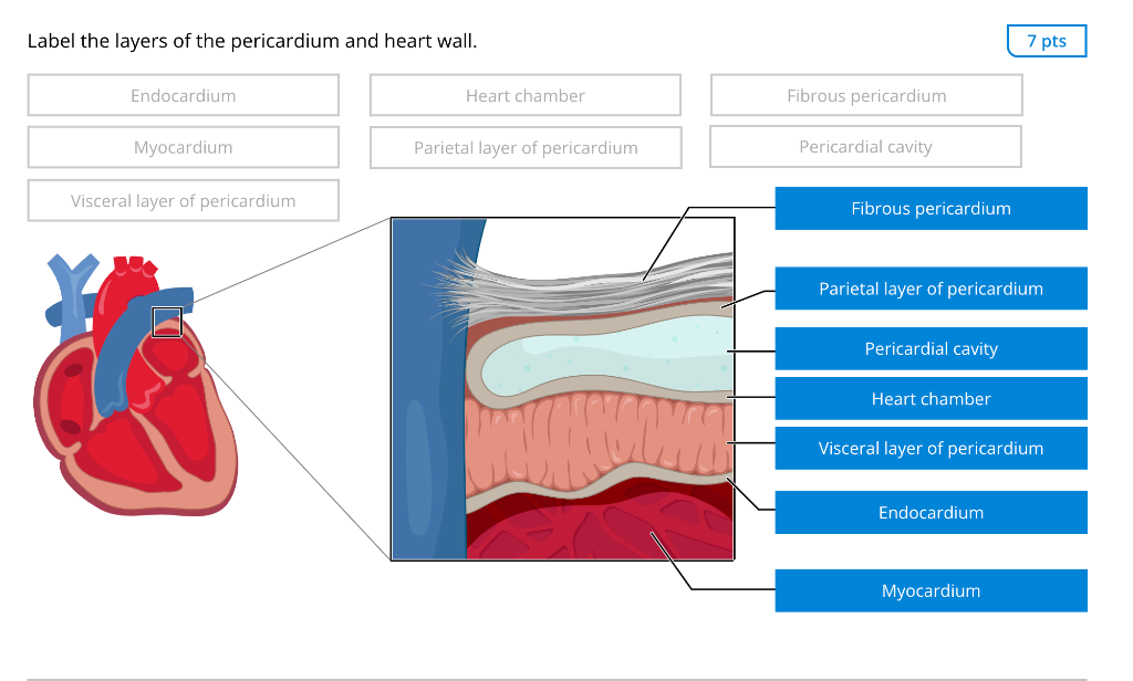 [Solved]: Label the layers of the pericardium and heart wa