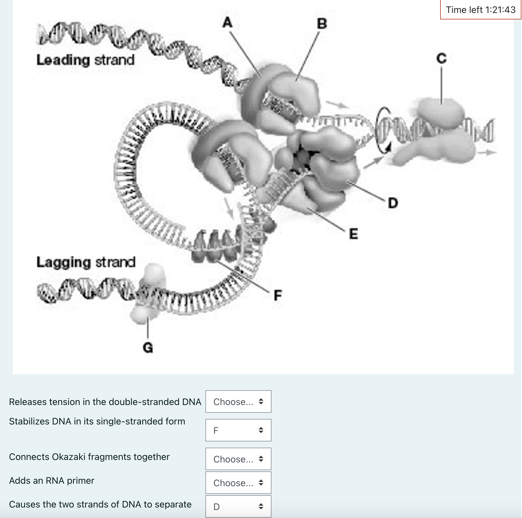 Solved Releases tension in the double-stranded DNA | Chegg.com