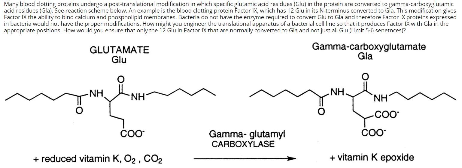Solved Many blood clotting proteins undergo a | Chegg.com