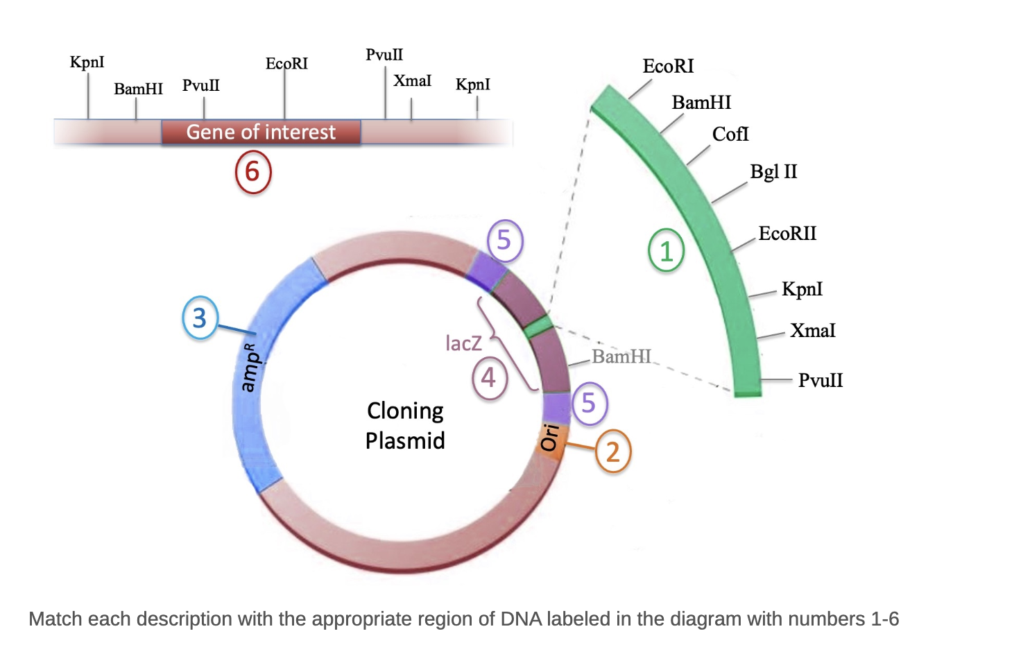 Solved Match each description with the appropriate region of | Chegg.com