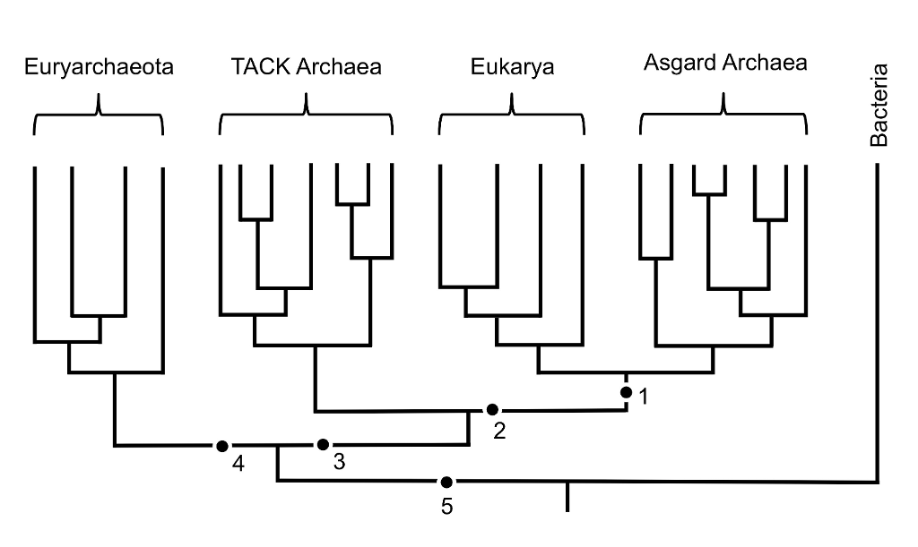Solved The phylogenetic tree below shows one currently | Chegg.com