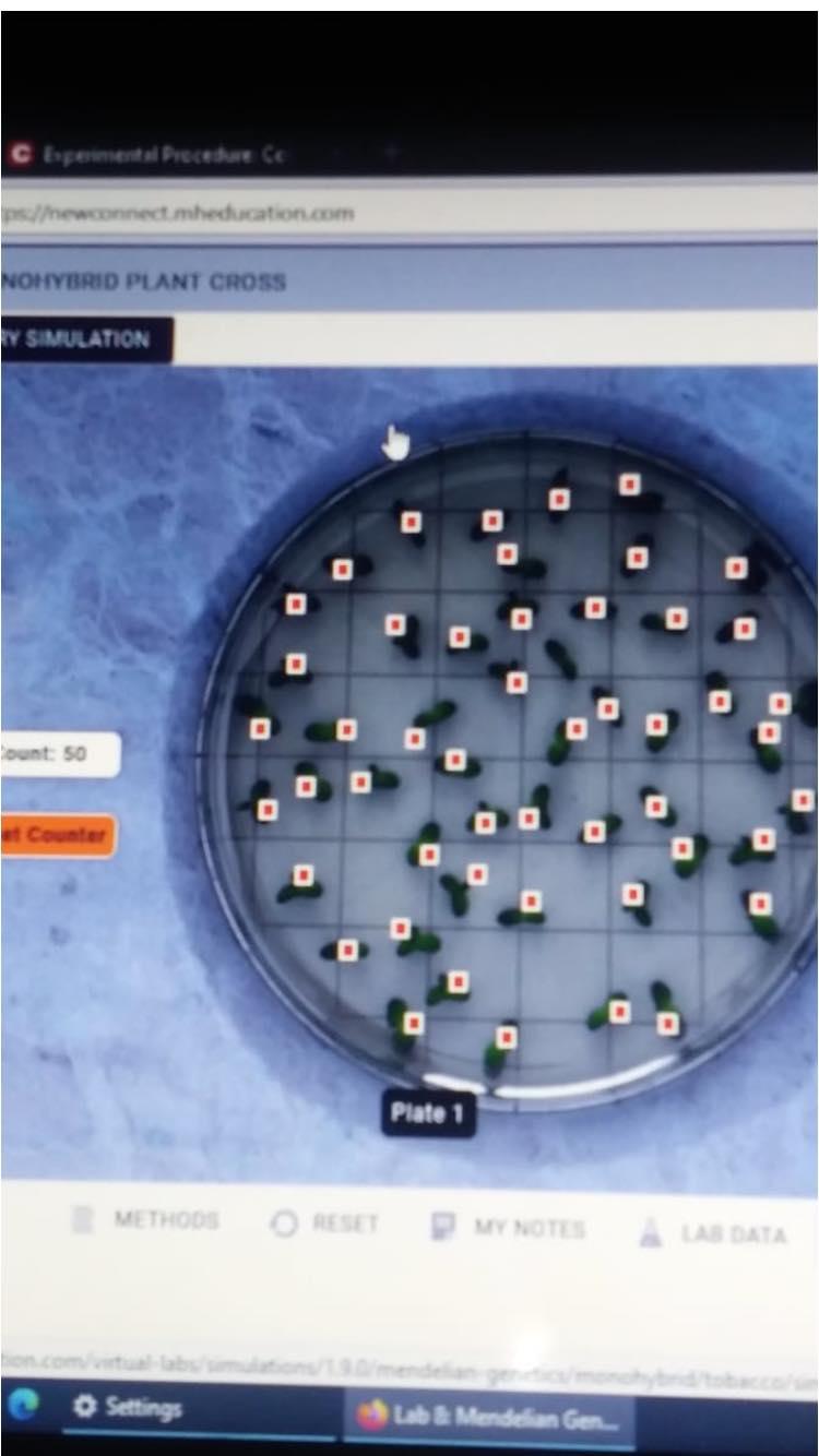 SUBMIT PHASE 1: Tobacco seedlings in plate 1 Complete | Chegg.com