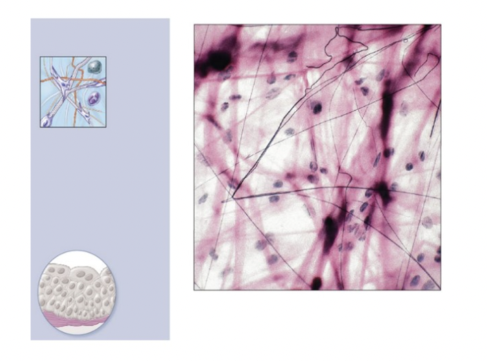 Solved Match the tissue shown with its function.option:1. | Chegg.com