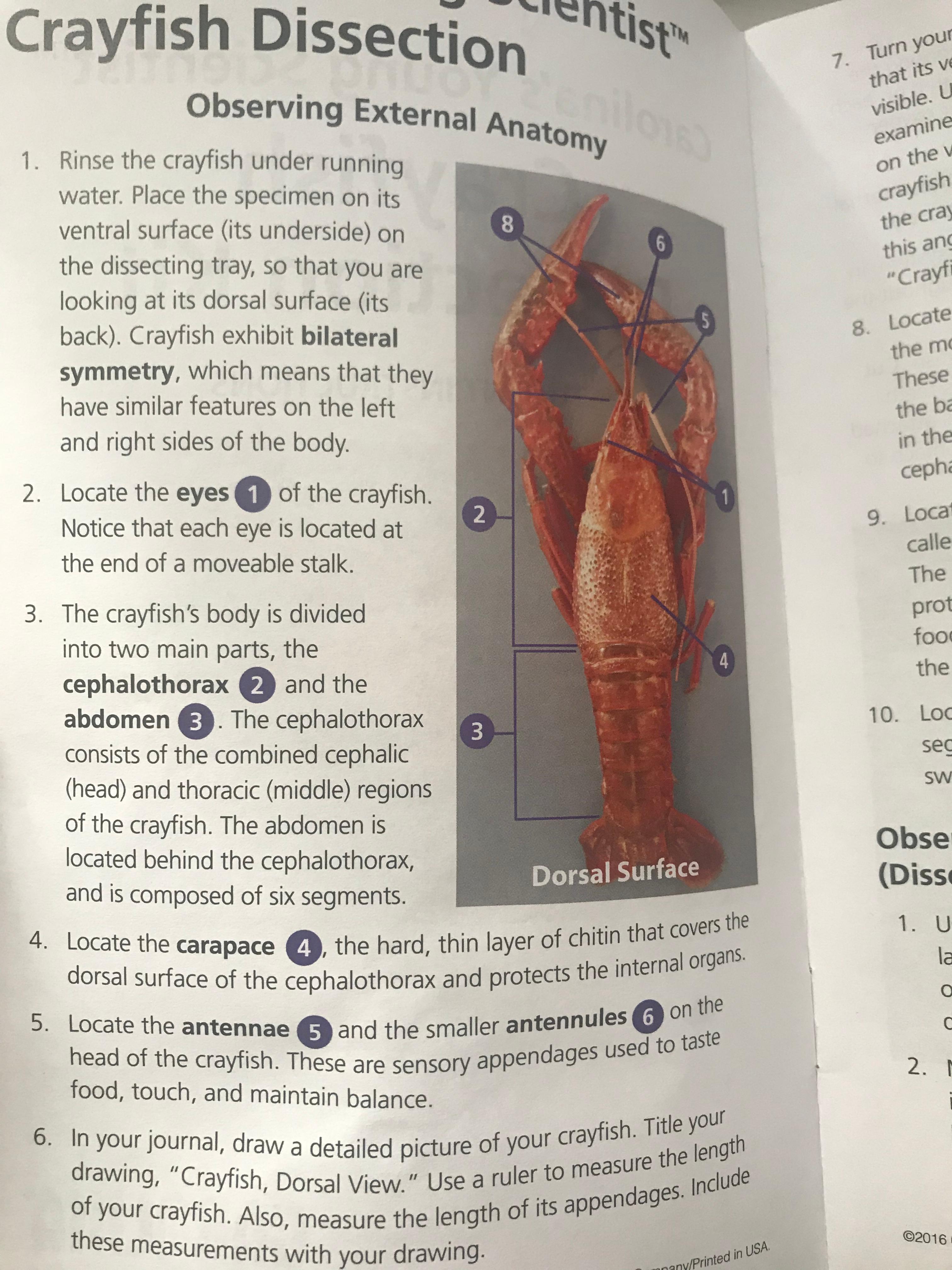 2 Earthworm Dissection Observing External Anatomy 1. | Chegg.com