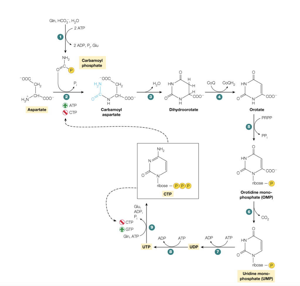 Solved 1. Below is an image of the pyrimidine biosynthesis | Chegg.com