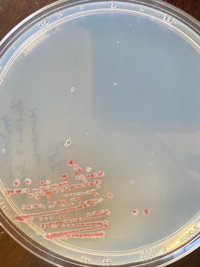 Solved * organism used for streak plate technique- | Chegg.com