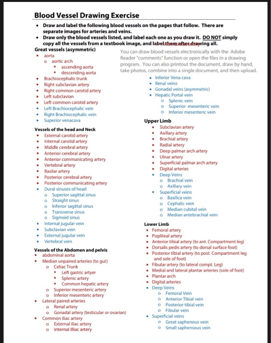 Solved Blood Vessel Drawing Exercise Draw and label the | Chegg.com