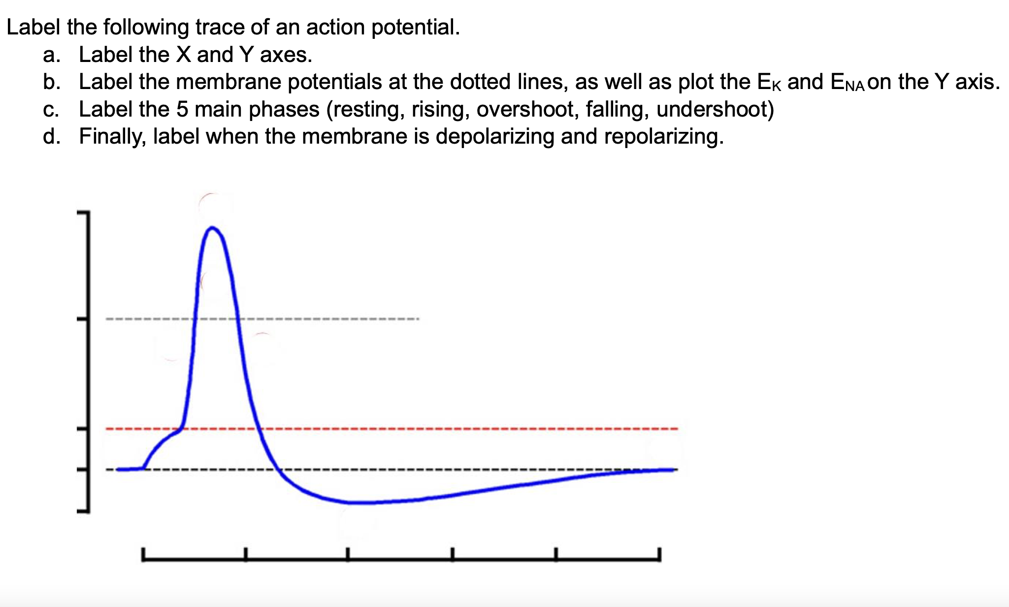 Label the following trace of an action potential. a. | Chegg.com