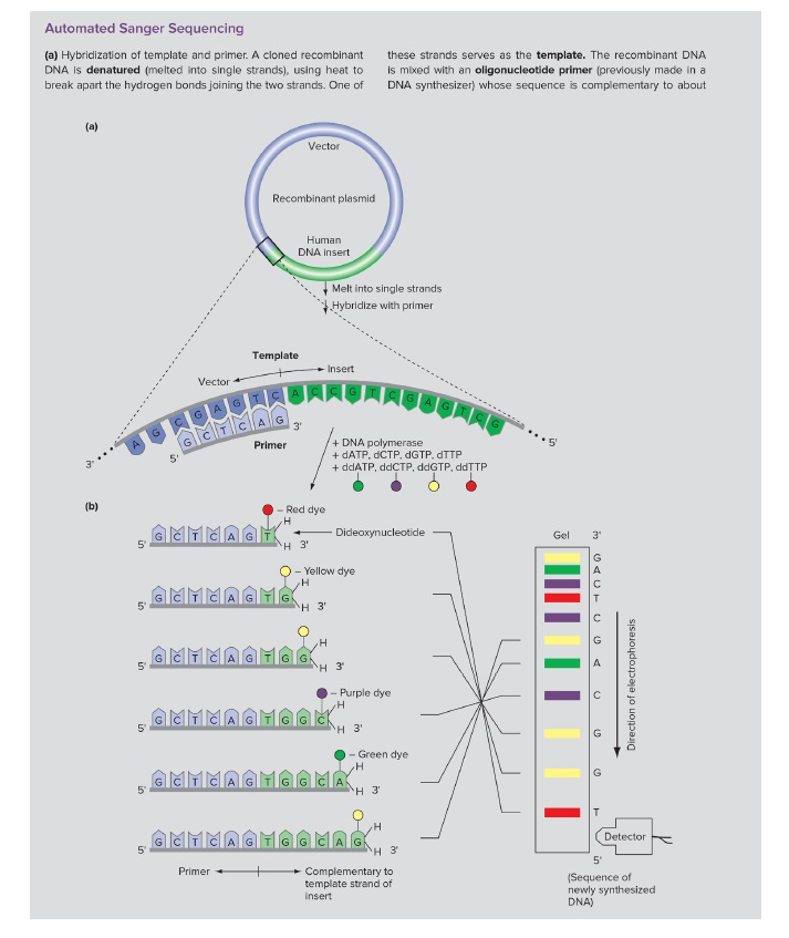 Solved a. Write the sequence of all the nucleotides of human | Chegg.com