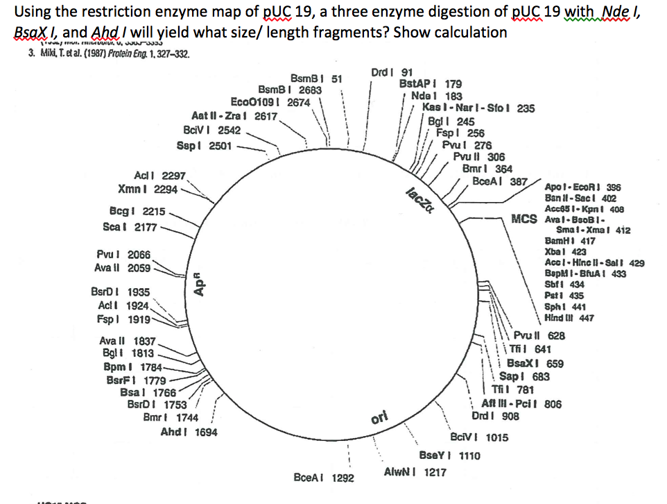 Solved Using the restriction enzyme map of pUC 19, a three | Chegg.com