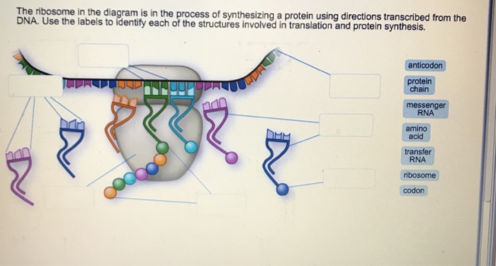 Solved The ribosome in the diagram is in the process of | Chegg.com