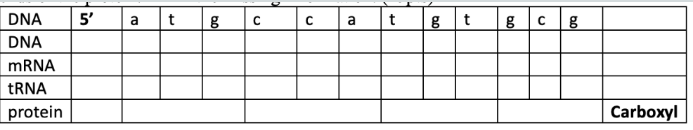 Solved A) Fill in the blanks: Label the 5’ and 3’ ends of | Chegg.com