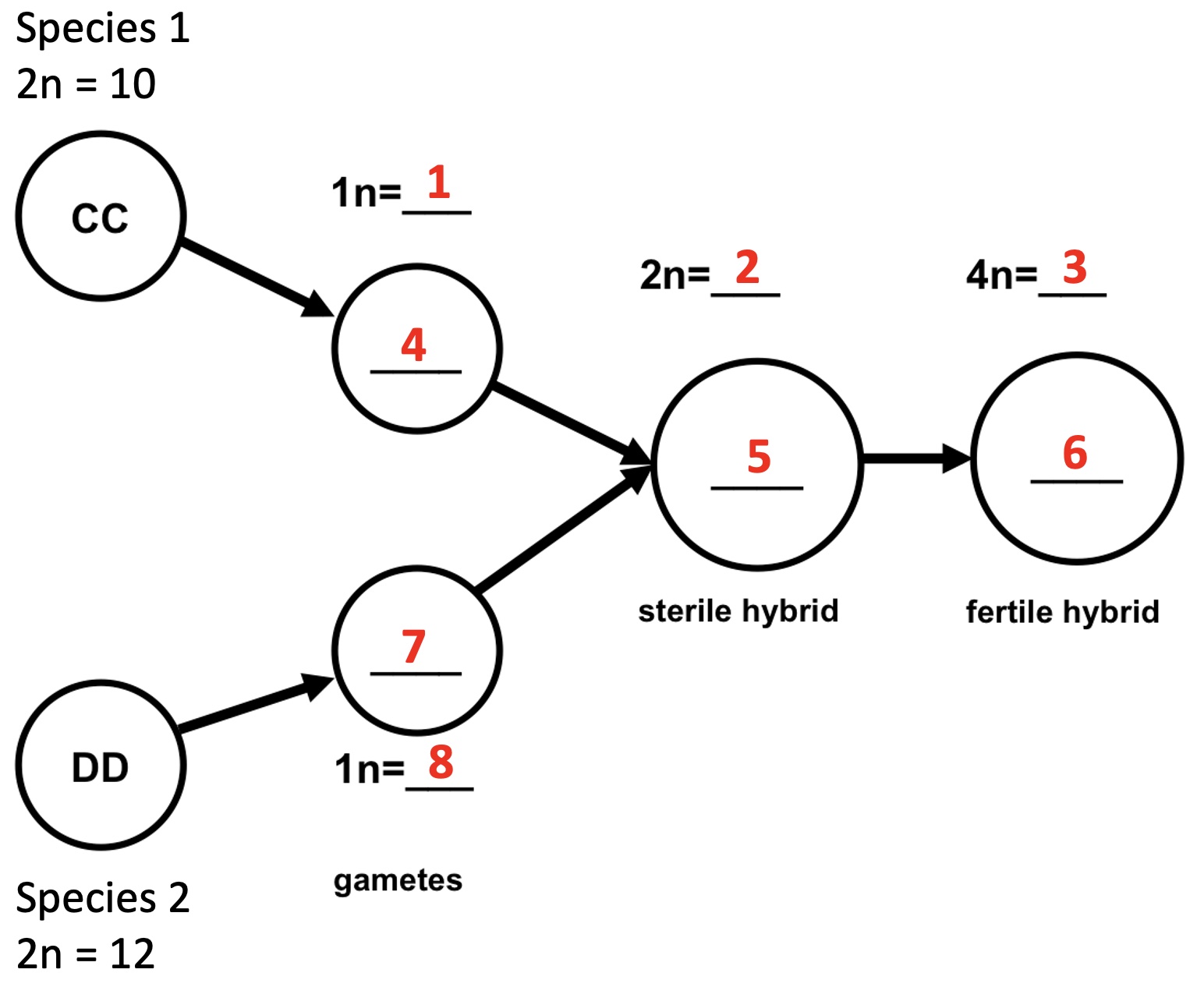 A 2n=10 (CC) species of whiptail lizard and a 2n=12 | Chegg.com