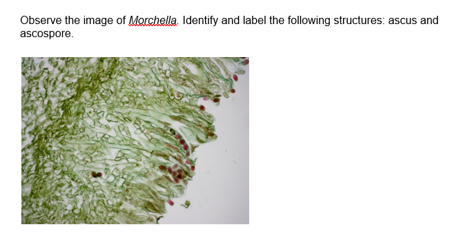 Solved Observe the image of Morchella. Identify and label | Chegg.com