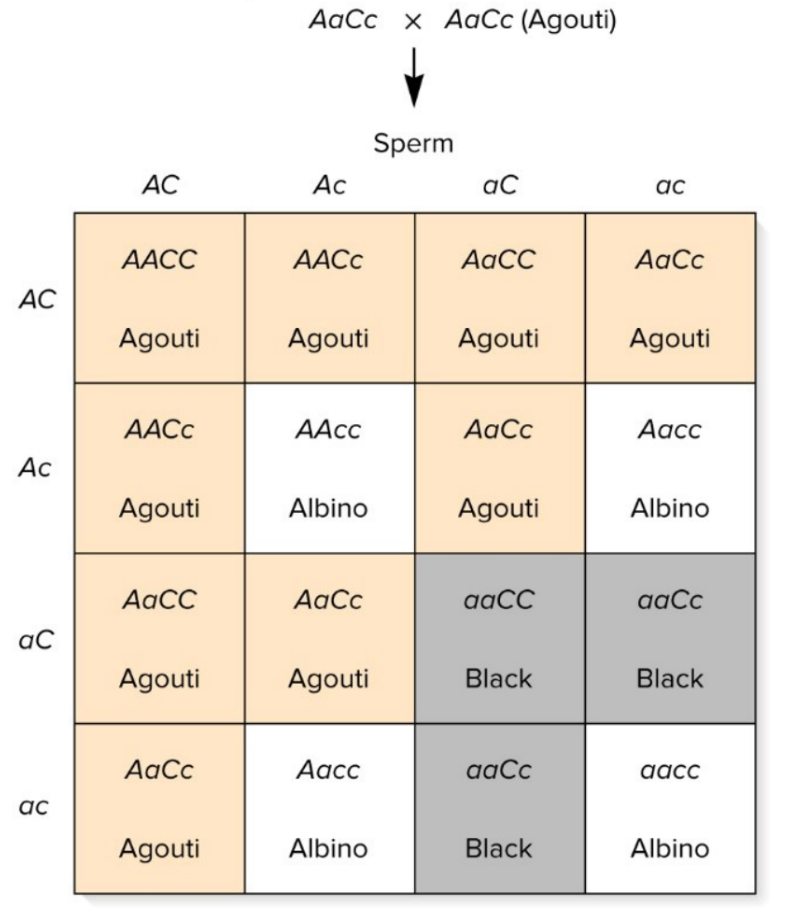 Solved using recessive epistasis or gene modifier what is | Chegg.com