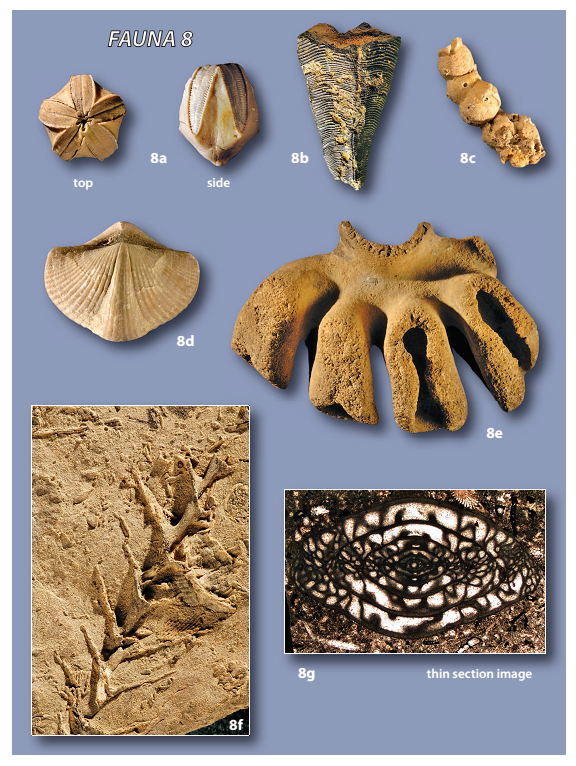 Solved What is the likely age range of the fossils in Fauna | Chegg.com