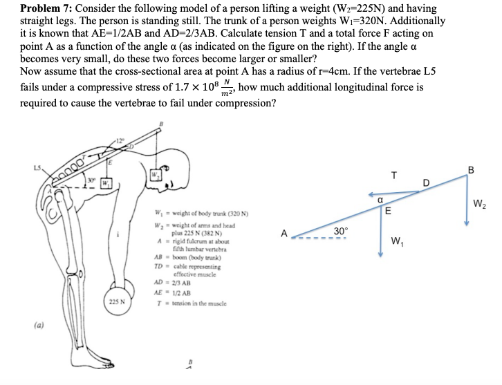 Solved Problem 7: Consider the following model of a person | Chegg.com