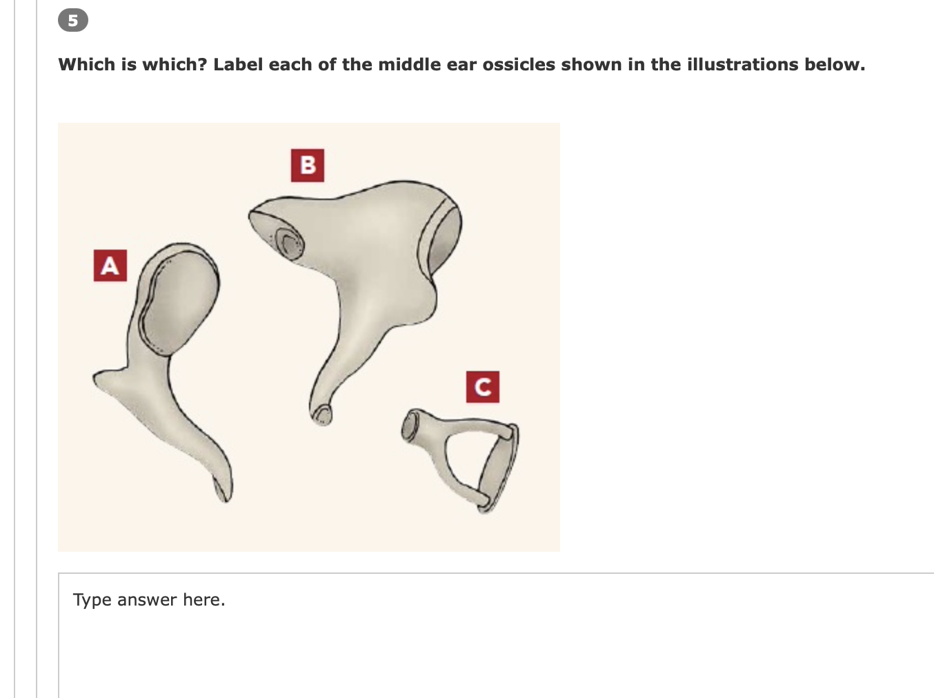 Solved 5 Which is which? Label each of the middle ear | Chegg.com