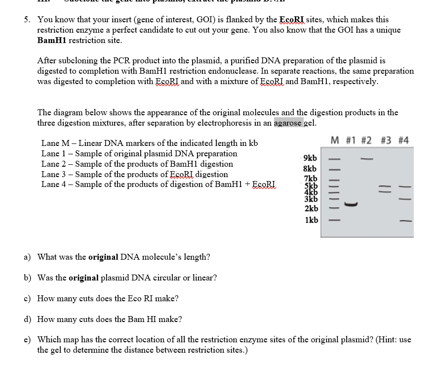 Solved 5. You know that your insert (gene of interest, GOI) | Chegg.com