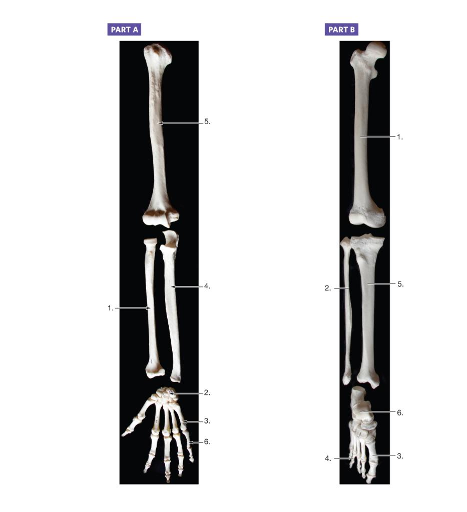 Solved Exercise 5 upper limb and lower limb comparison Name | Chegg.com