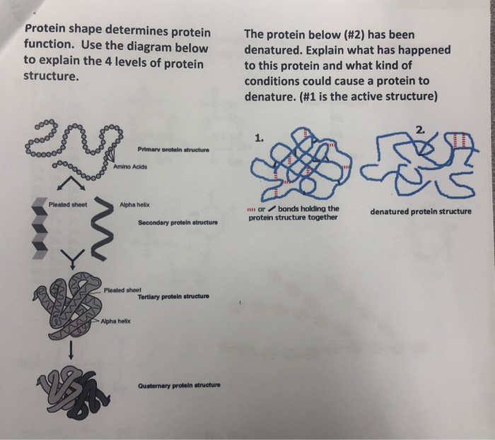 Protein Structure Diagram