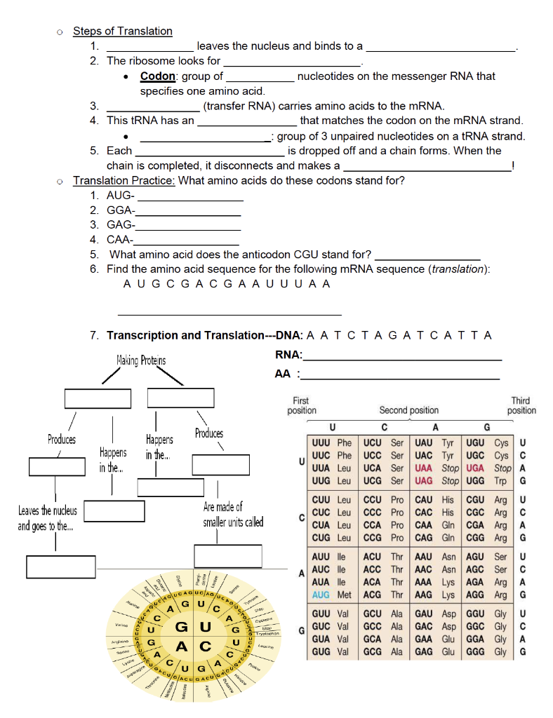 Solved Date Class Protein Synthesis Notes: Transcription and | Chegg.com