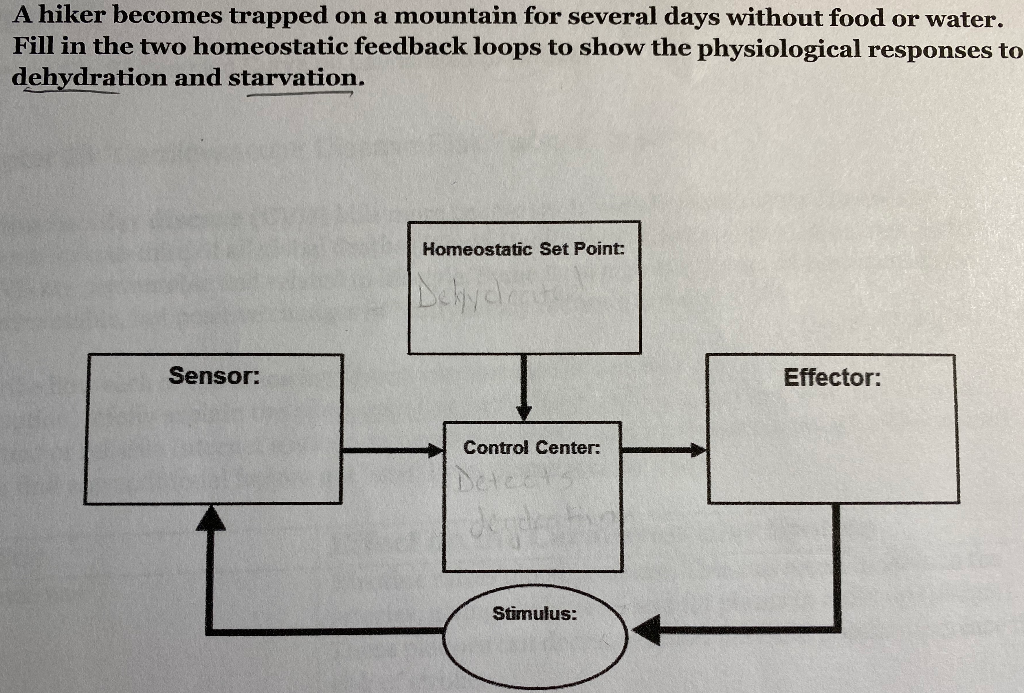 Solved Need help making two homeostatic feedback loops. | Chegg.com