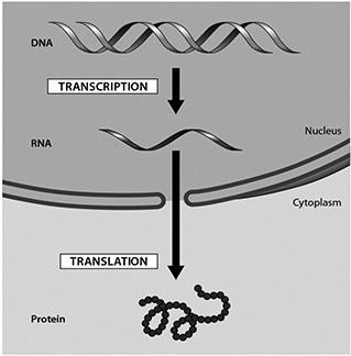Solved The accompanying figure shows the flow of genetic | Chegg.com