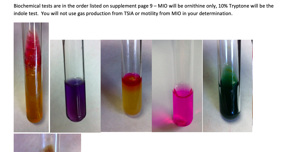 Solved TSA Appearance of colonies Color of colonies | Chegg.com