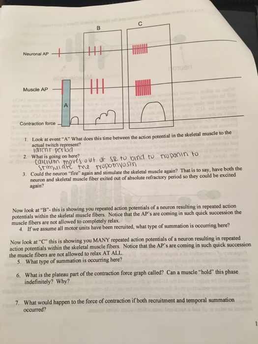 Solved Neuronal AP 1H Muscle AP Contraction force 1. Look at | Chegg.com
