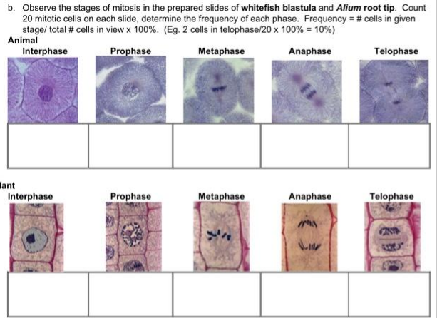 Solved b. Observe the stages of mitosis in the prepared | Chegg.com