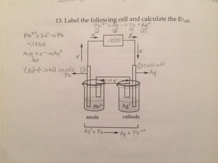 Solved Label The Following Cell And Calculate The E